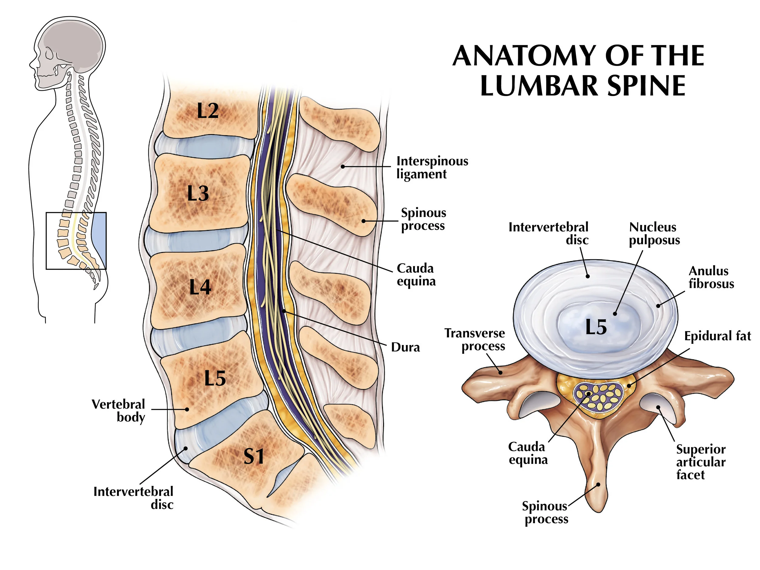 Anatomy Of The Lumbar Spine Anatomical Charts And Posters