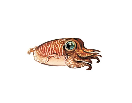 Cuttlefish Illustration