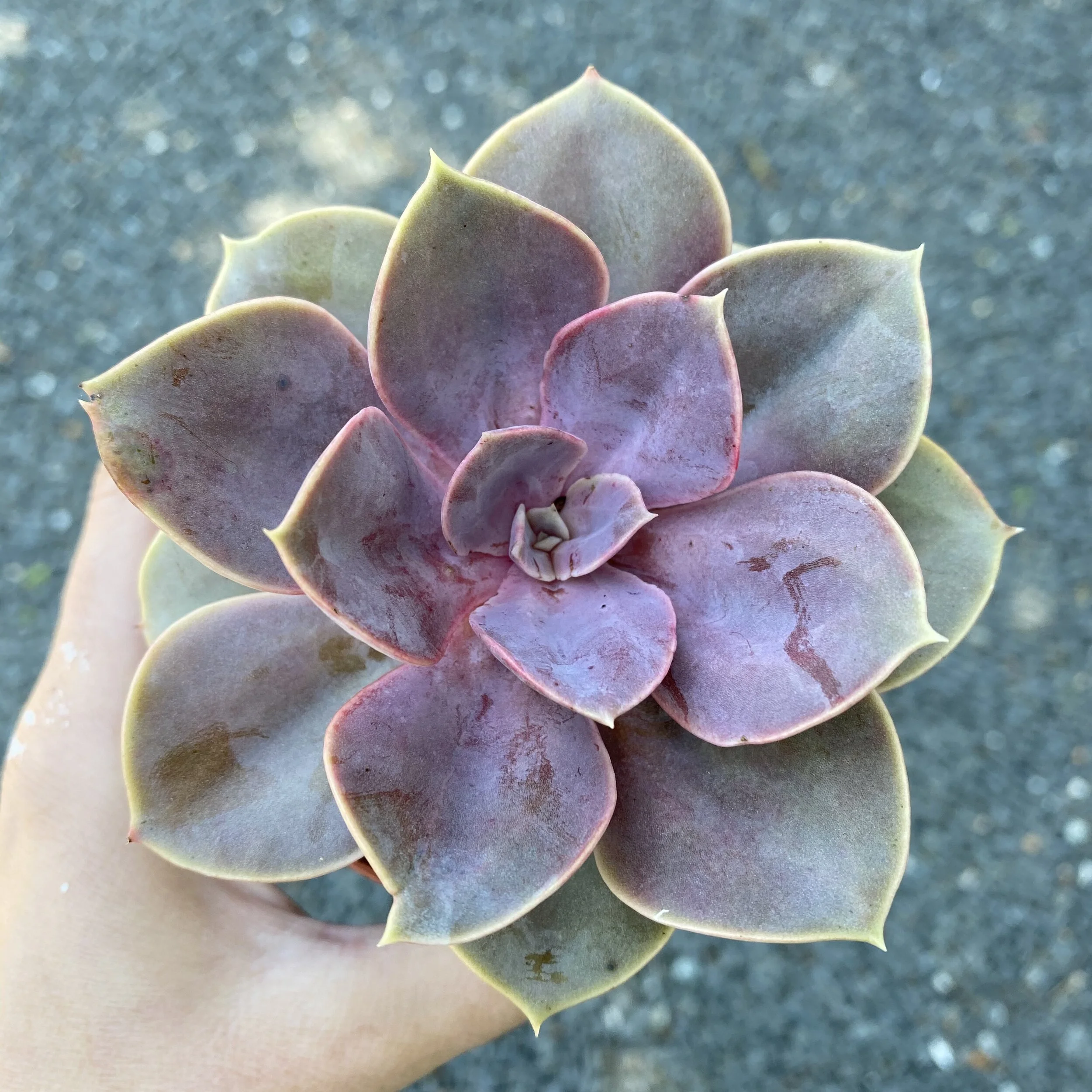 Purple Echeveria