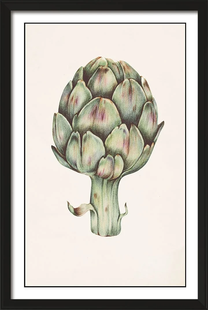 Vintage Artichoke Illustration