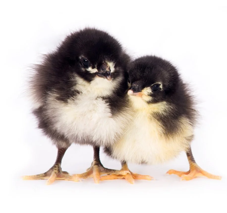 Australorp Chickens