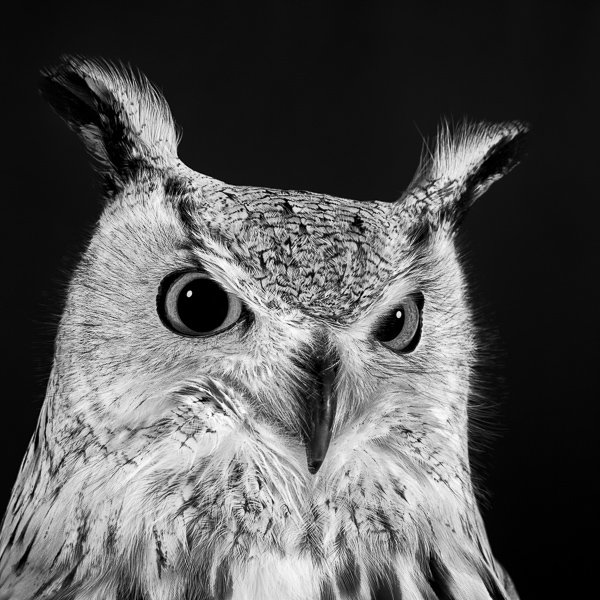 Black Eagle Owl