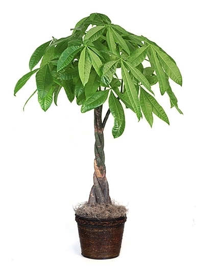 Schefflera Plant Stem
