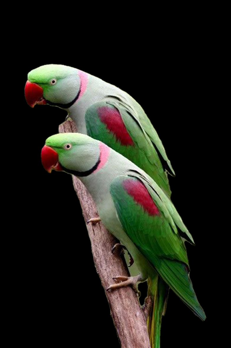 Alexandrine Parrot Wild