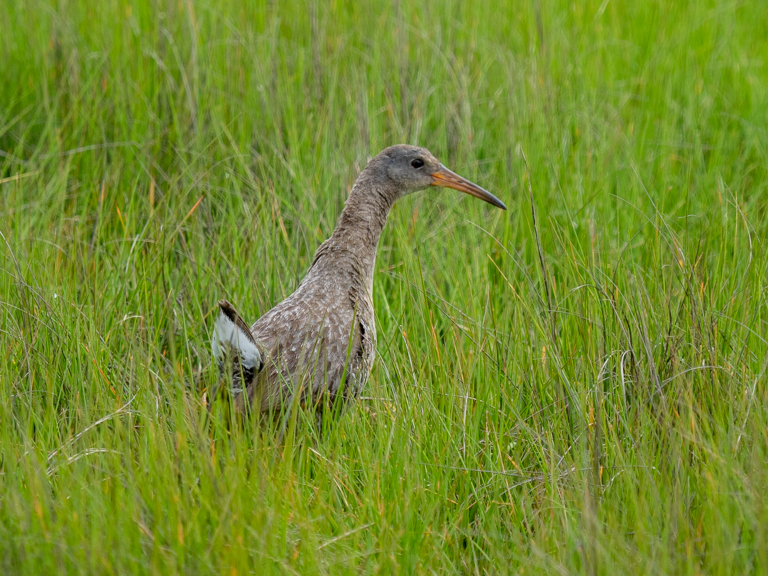Nature & Wildlife - Photography - FM Forums