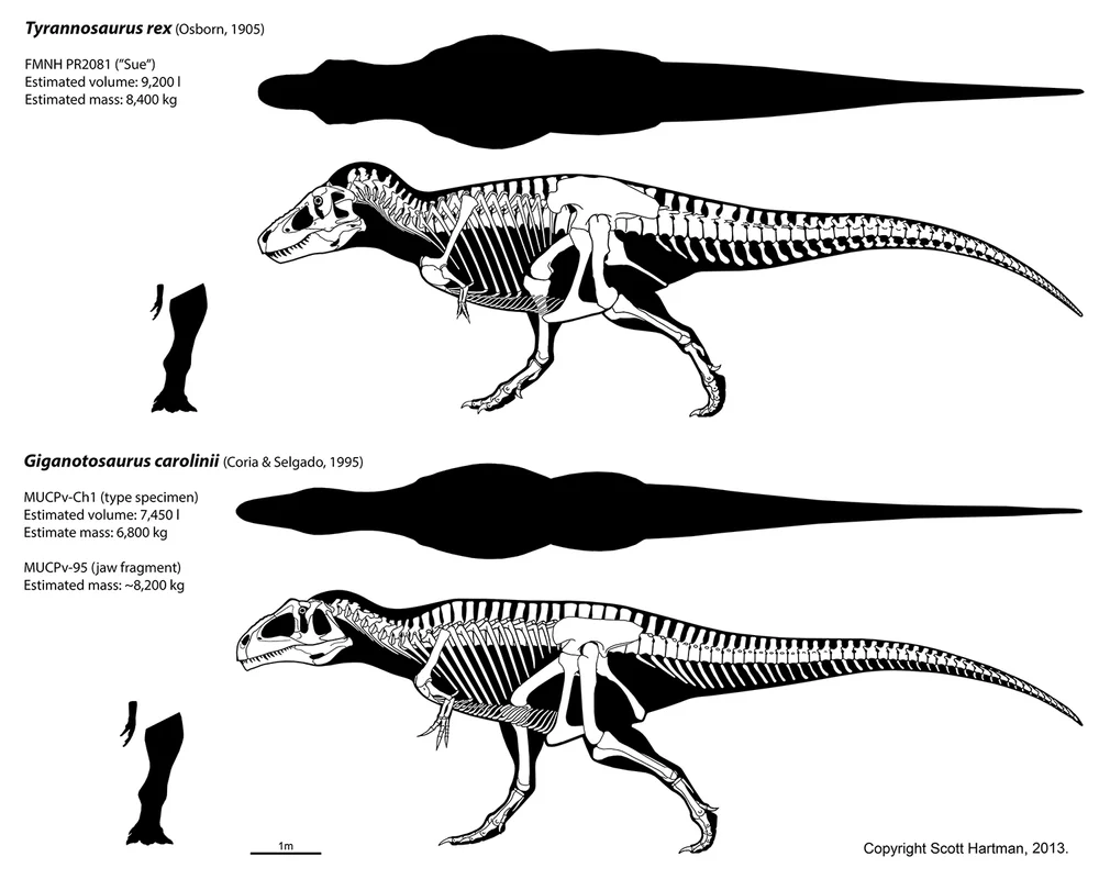 Size comparisons