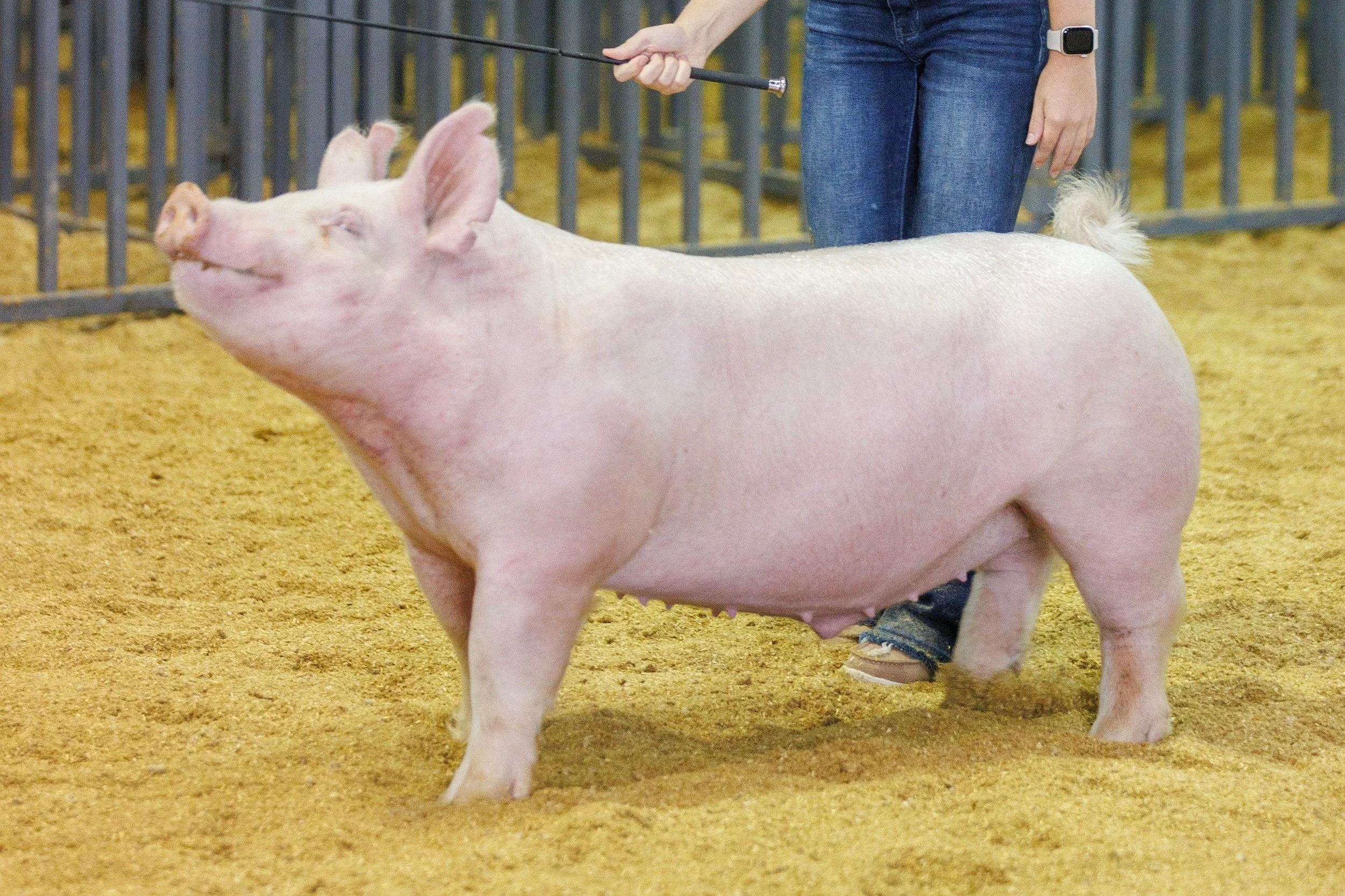 Livestock Schedule — Howard County 4-H Fair - Indiana