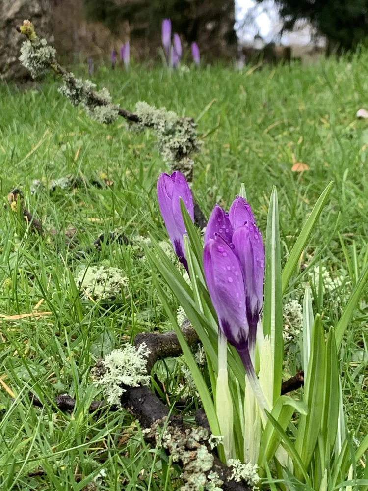 Spring Equinox, Gift Vouchers for Mothers Day, NEW Walks