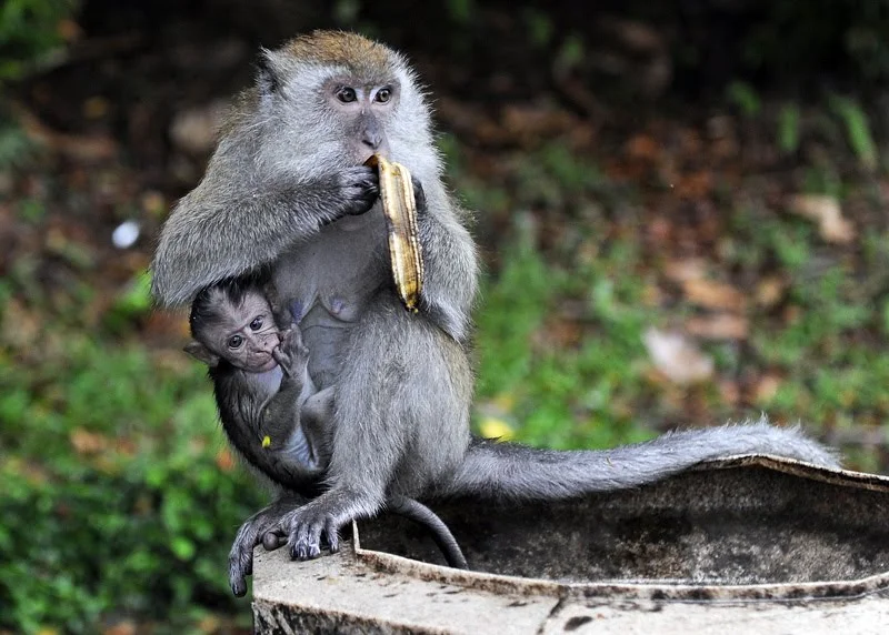 A bite for me, wanna try Enjoy…. you’re very welcome little monkey. : r ...