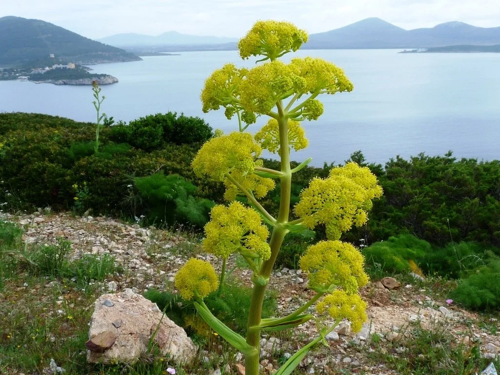 Miquella's story is based on the Greek tragedy "The Bacchae", and the ...