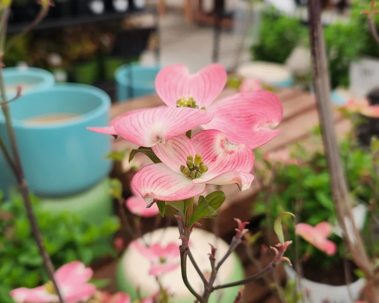 Blooming April: Gardening Tips, Tricks & Events