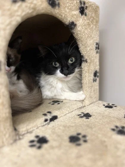 Looking to adopt a cat?
