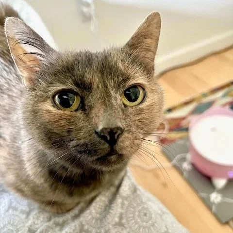 APCSM April News and Updates