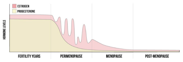 Changes in your Body during Midlife Transition — Revitalize Physical ...