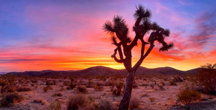 Joshua Tree Fall Happenings!