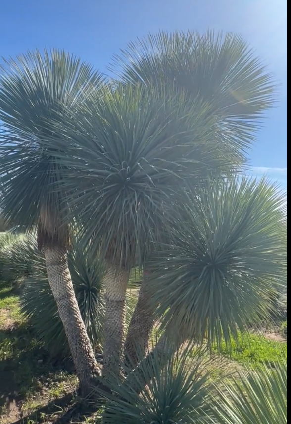 4 Head Beaked Yucca - Yucca Rostrata - Download Free 3D model by ...