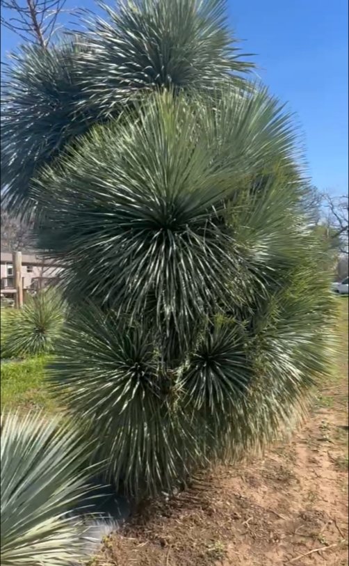 9 Head Yucca Rostrata - 3D model by LocalPlantSupply [6dce572] - Sketchfab