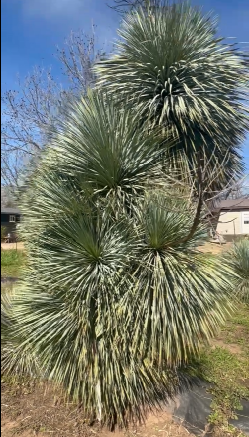 9 Head Yucca Rostrata - 3D model by LocalPlantSupply [6dce572] - Sketchfab