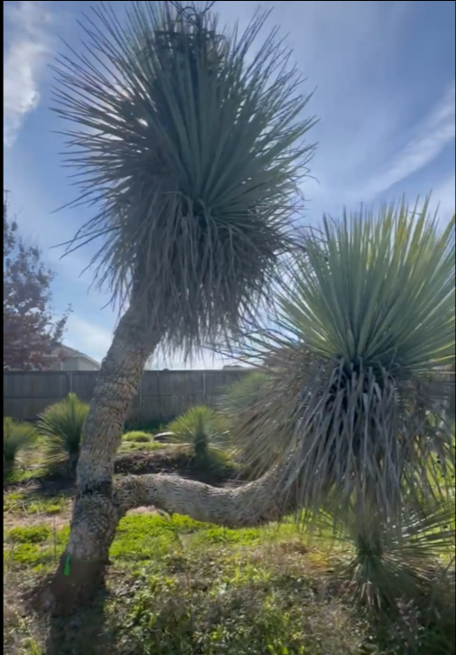 3 Head Beaked Yucca - Yucca Rostrata - 3D model by LocalPlantSupply ...