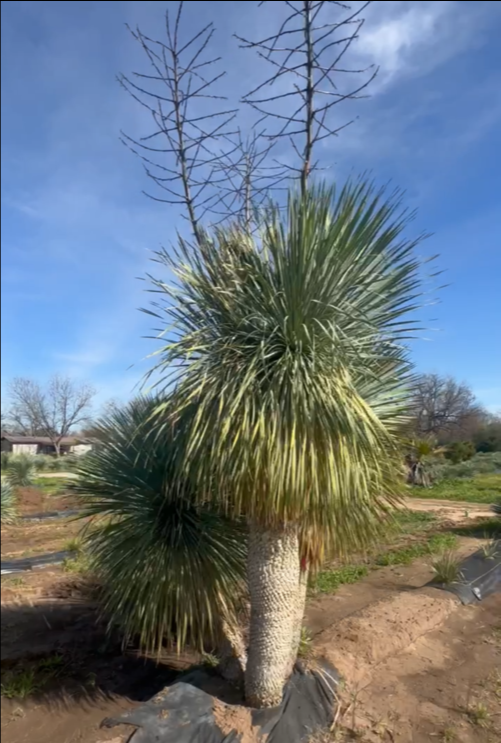 3 Head Beaked Yucca - Yucca Rostrata - 3D model by LocalPlantSupply ...