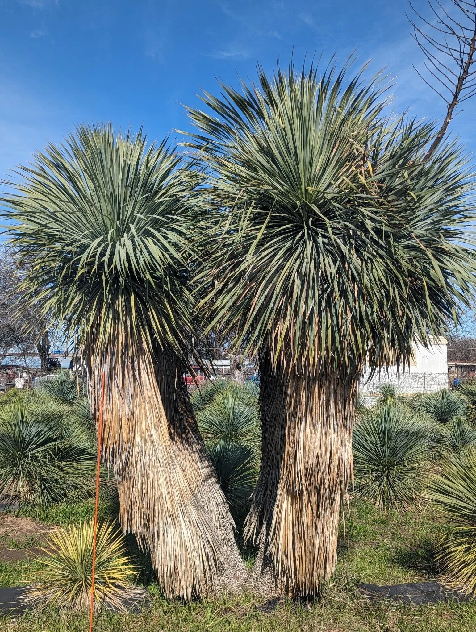 3 Head Beaked Yucca - Yucca Rostrata - 3D model by LocalPlantSupply ...