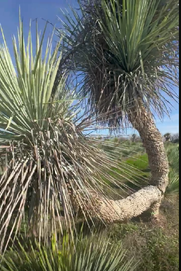 3 Head Beaked Yucca - Yucca Rostrata - 3D model by LocalPlantSupply ...