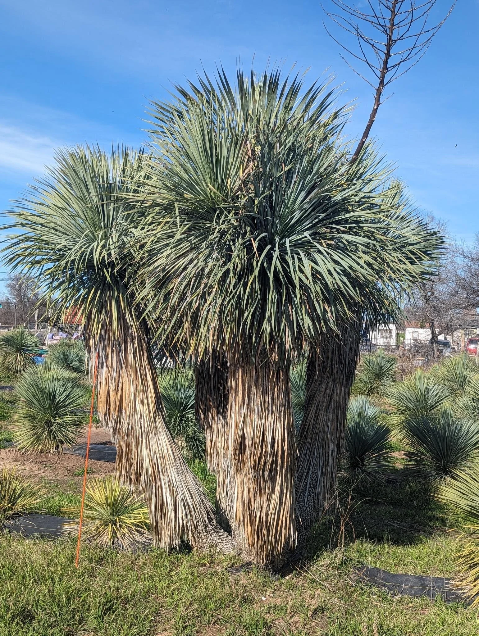 3 Head Beaked Yucca - Yucca Rostrata - 3D model by LocalPlantSupply ...