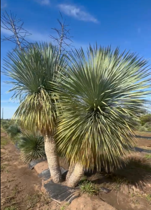 3 Head Beaked Yucca - Yucca Rostrata - 3D model by LocalPlantSupply ...