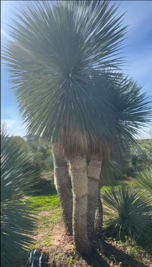 4 Head Beaked Yucca - Yucca Rostrata - Download Free 3D model by ...