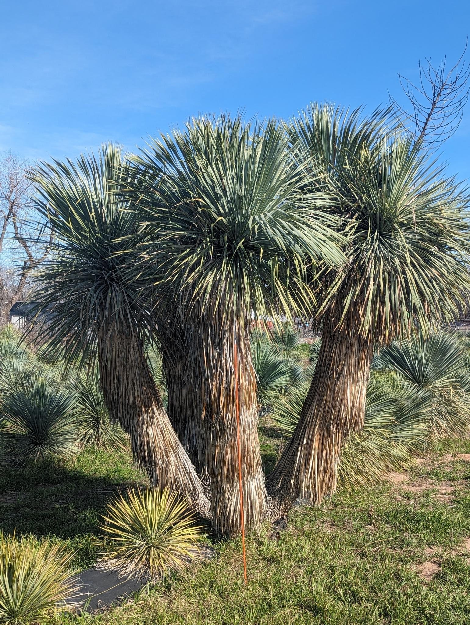 3 Head Beaked Yucca - Yucca Rostrata - Download Free 3D model by ...