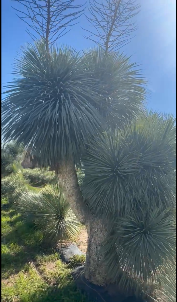 9 Head Yucca Rostrata - 3D model by LocalPlantSupply [6dce572] - Sketchfab