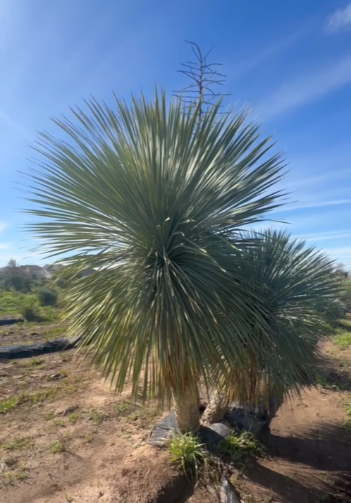 3 Head Beaked Yucca - Yucca Rostrata - 3D model by LocalPlantSupply ...