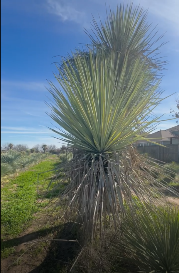 3 Head Beaked Yucca - Yucca Rostrata - Download Free 3D model by ...