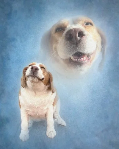 Custom Pet Portraits – Olan Meows