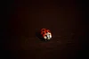 more ladybug than rocket scientist — KAREN WALROND
