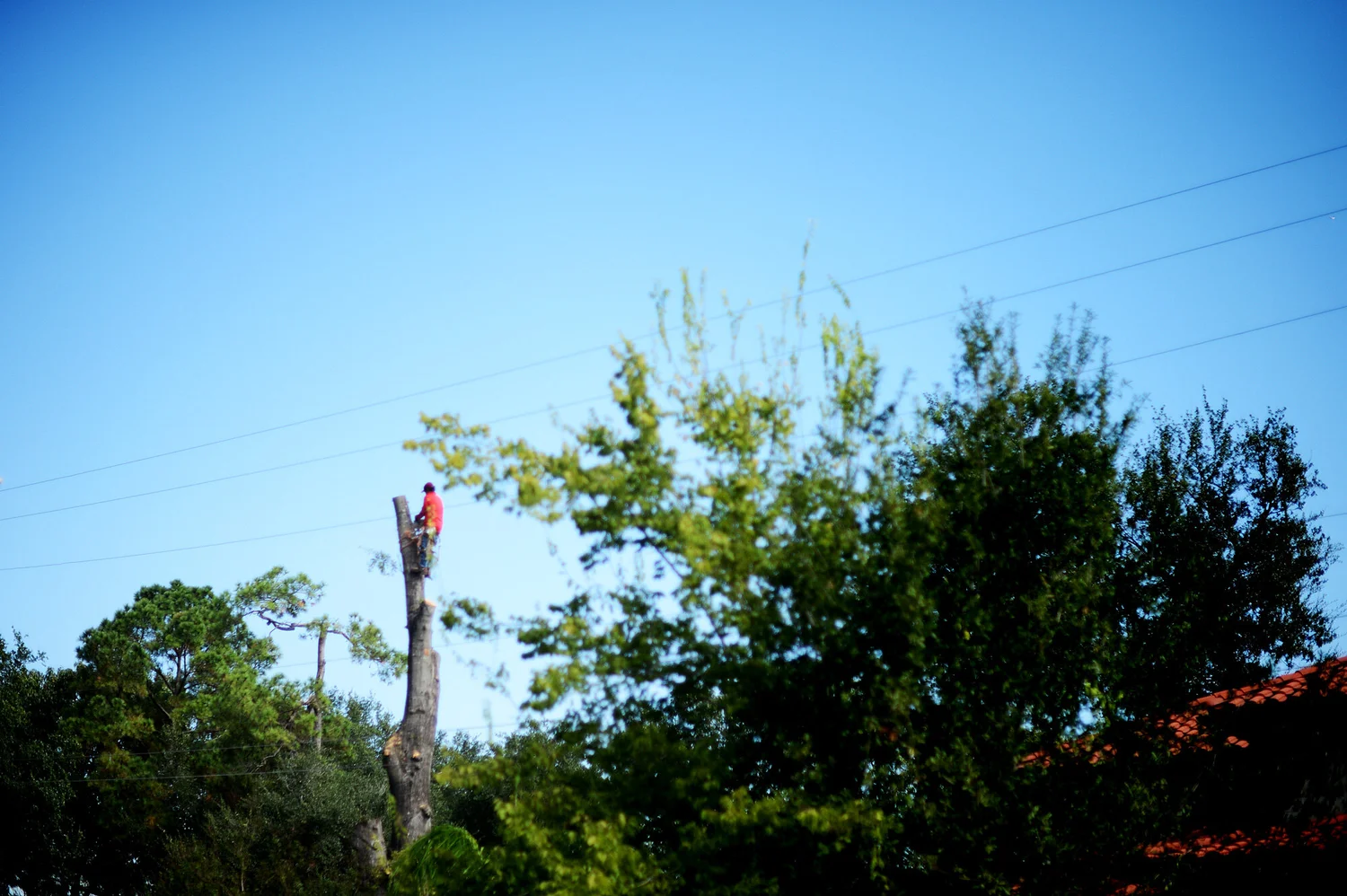 bye, tree (86/100) — KAREN WALROND