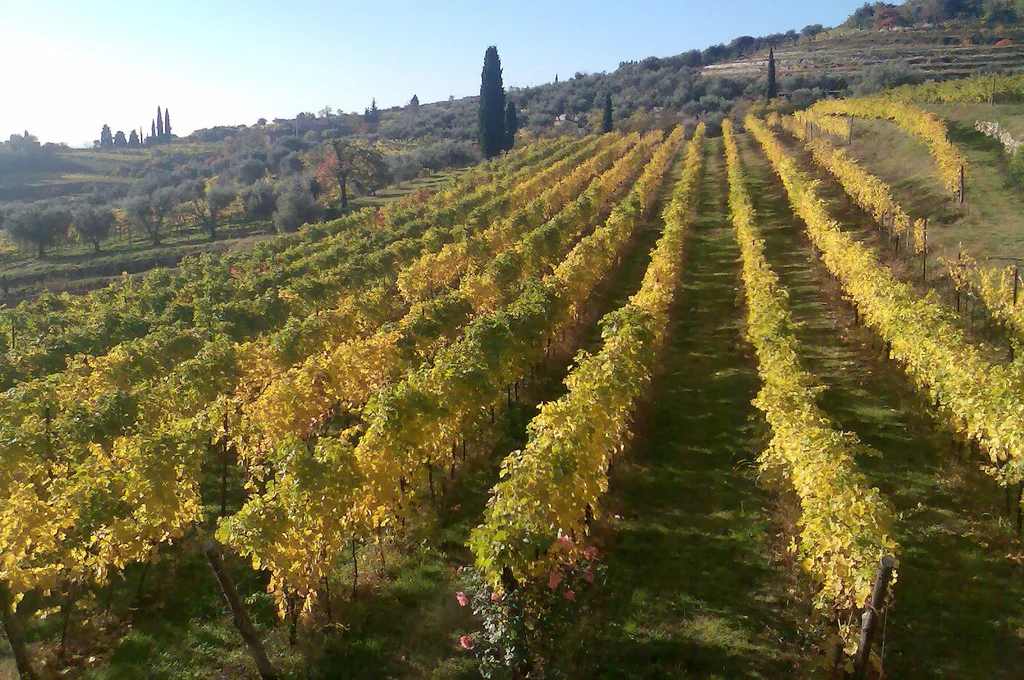Terroir Amarone