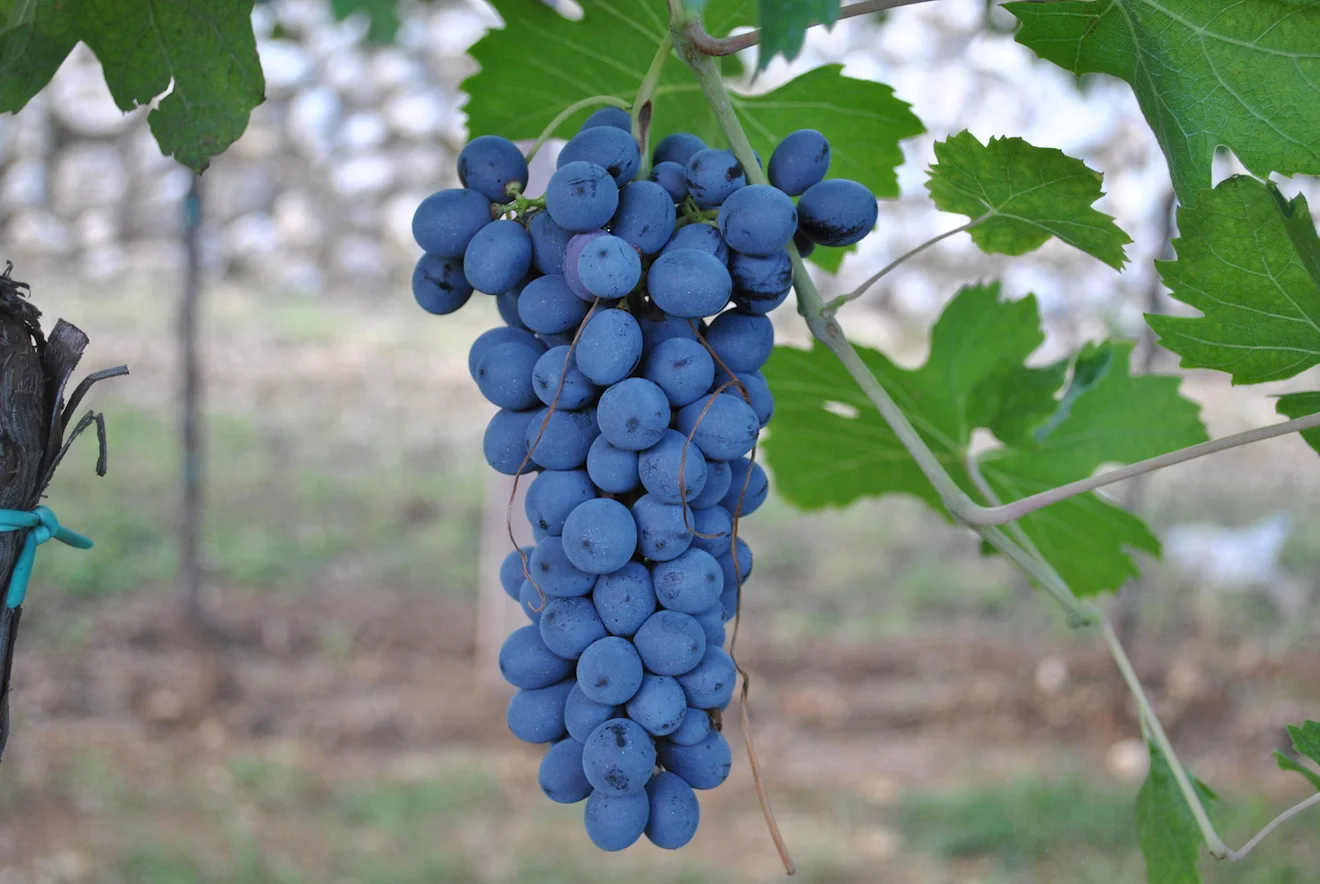 Corvina Grape