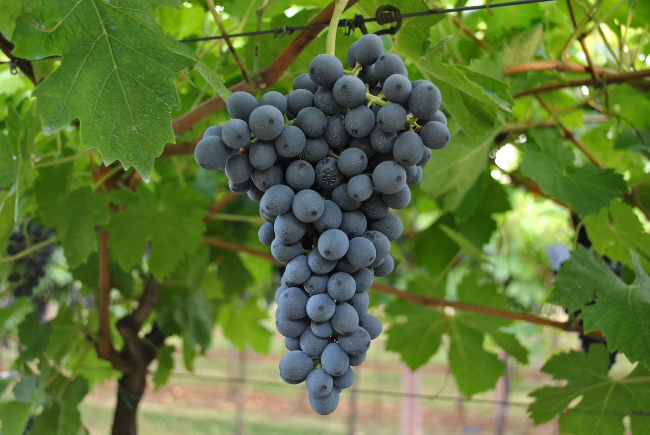 Valpolicella Grapes Collection — Terroir Amarone