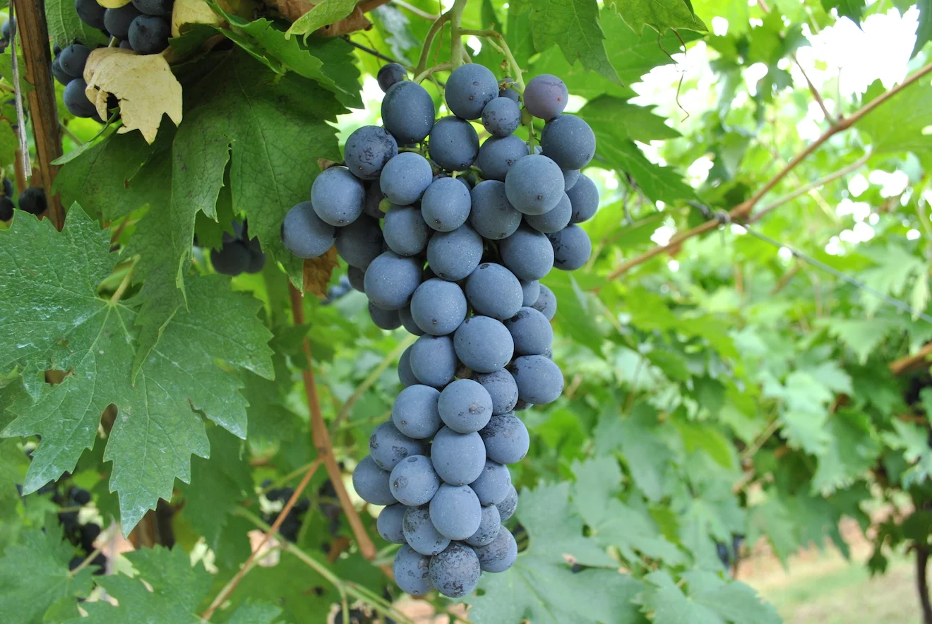 Valpolicella Grapes Collection — Terroir Amarone