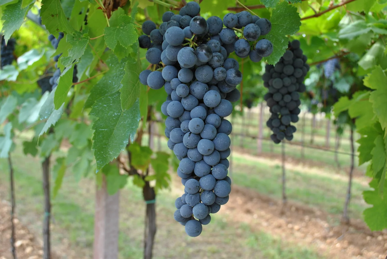 Valpolicella Grapes Collection — Terroir Amarone