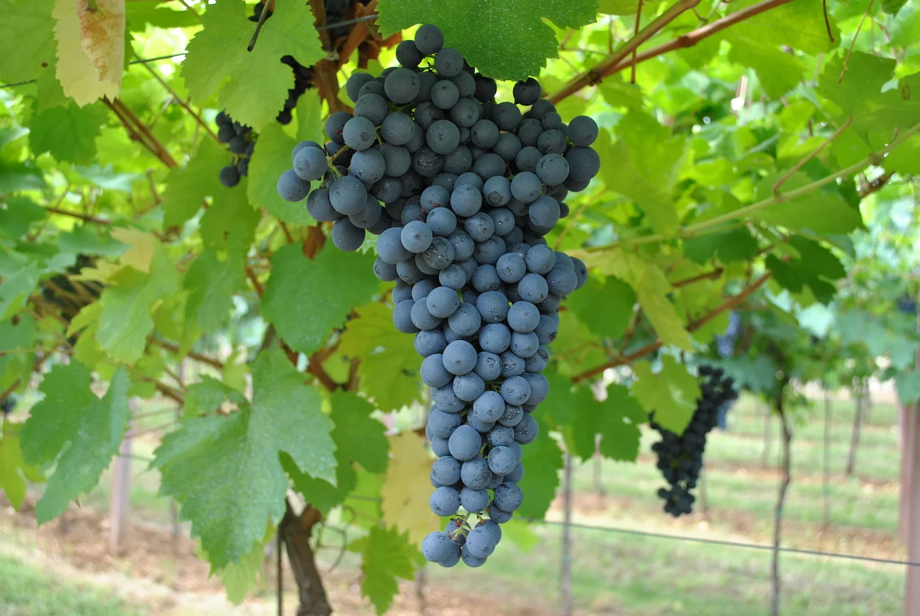 Valpolicella Grapes Collection — Terroir Amarone