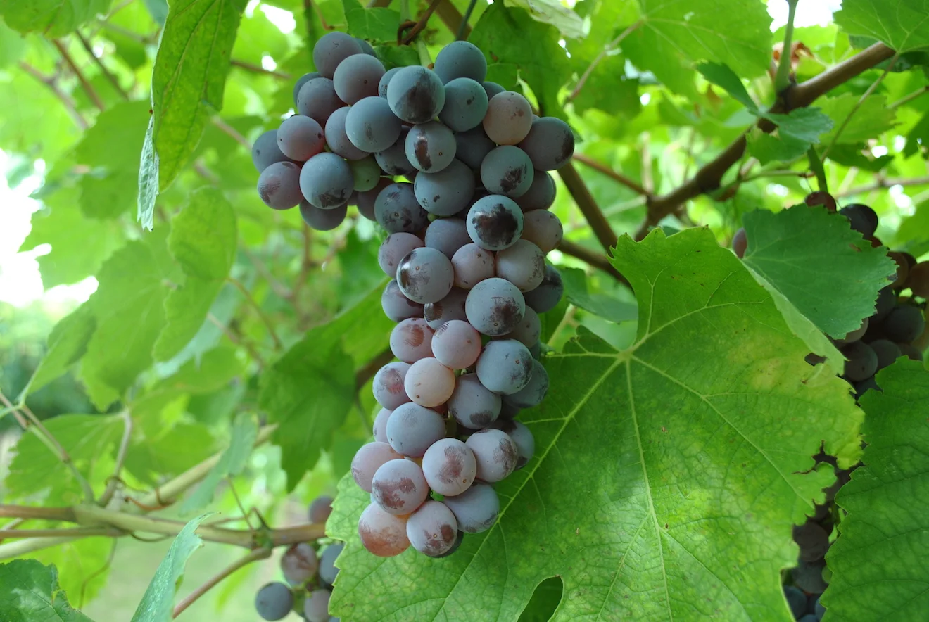 Valpolicella Grapes Collection — Terroir Amarone