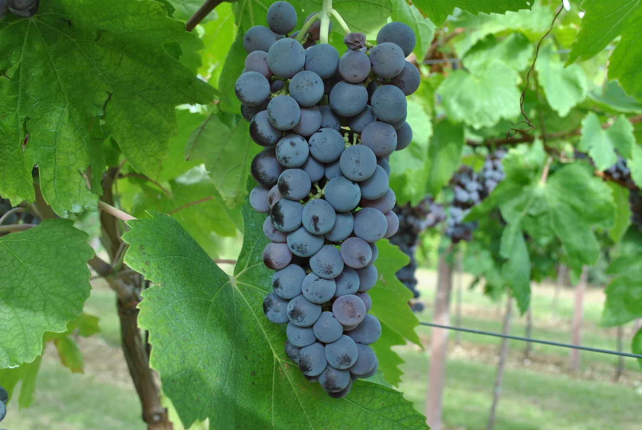 Valpolicella Grapes Collection — Terroir Amarone