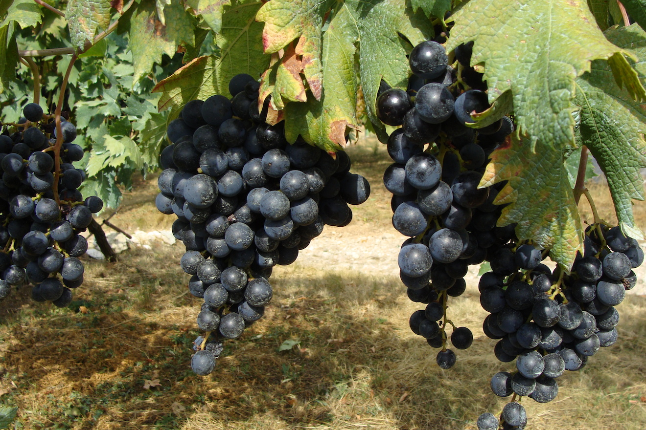 Valpolicella Grapes Collection — Terroir Amarone