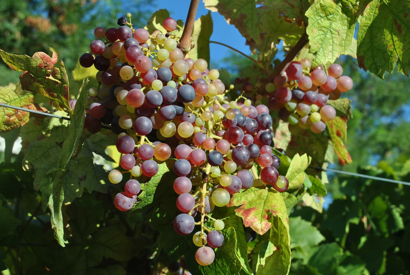 Valpolicella Grapes Collection — Terroir Amarone