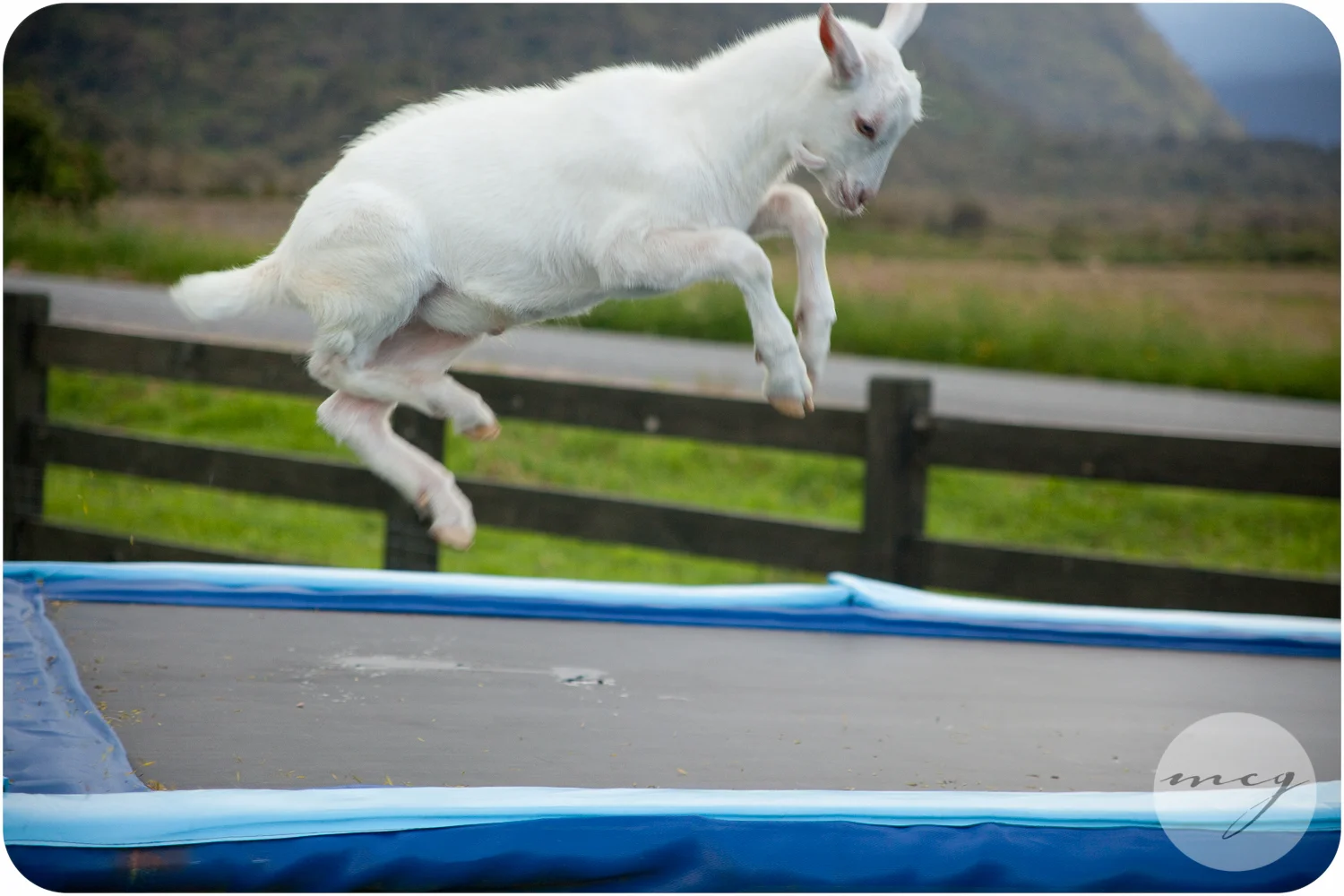 Jumping Goat