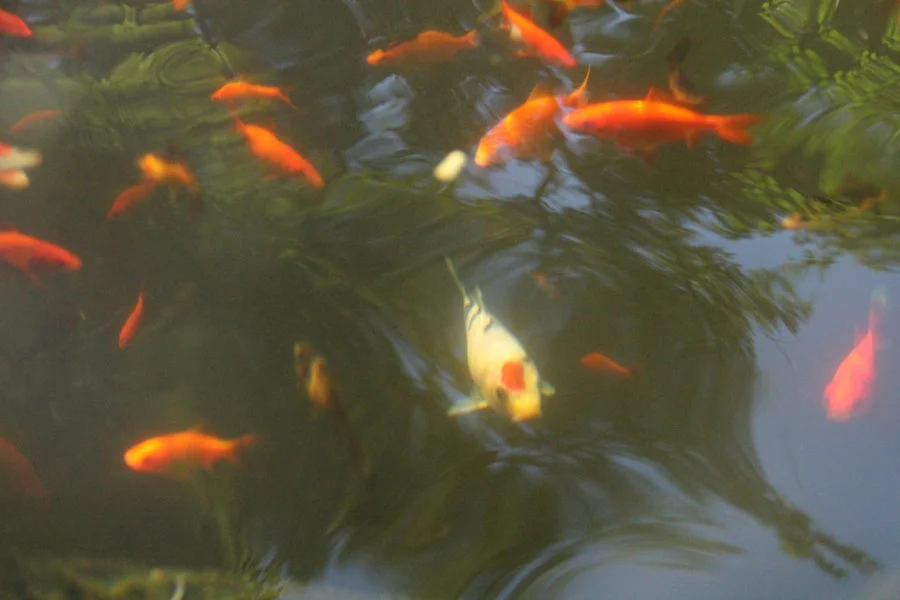 Koi Fish Gallery — Koi Story