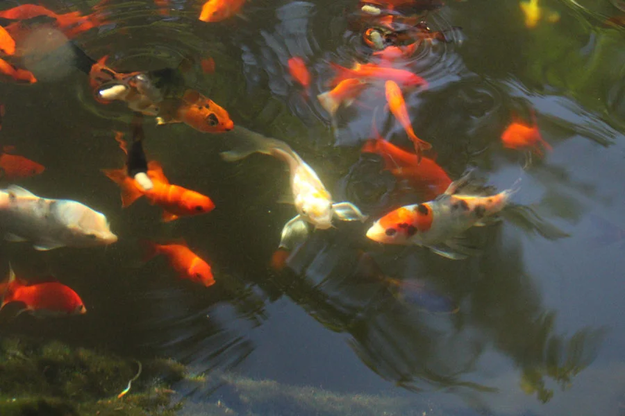 Koi Fish Gallery — Koi Story