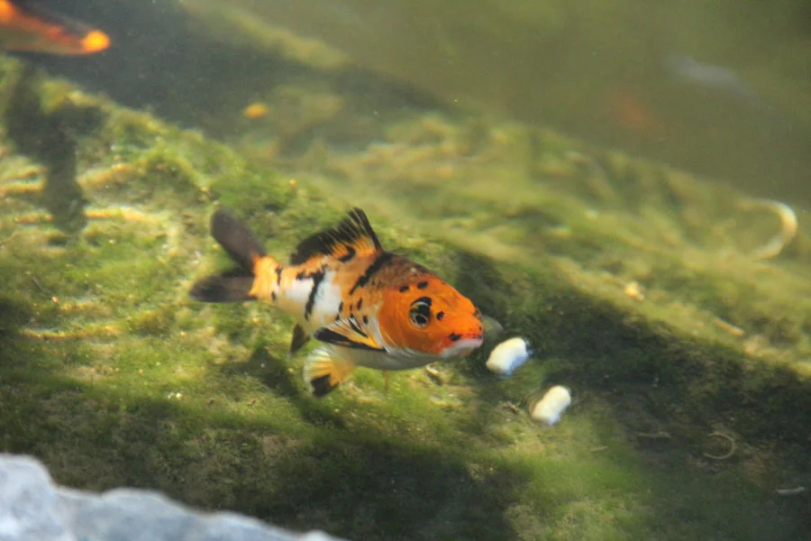 Koi Fish Gallery — Koi Story